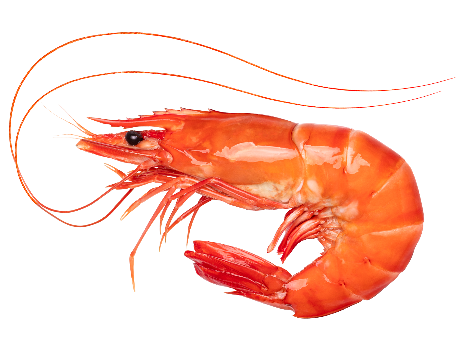 PCF Group - Platinium Marine Products Sdn Bhd